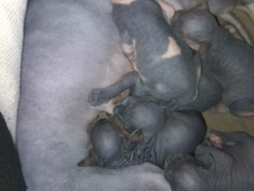 Канадский сфинкс