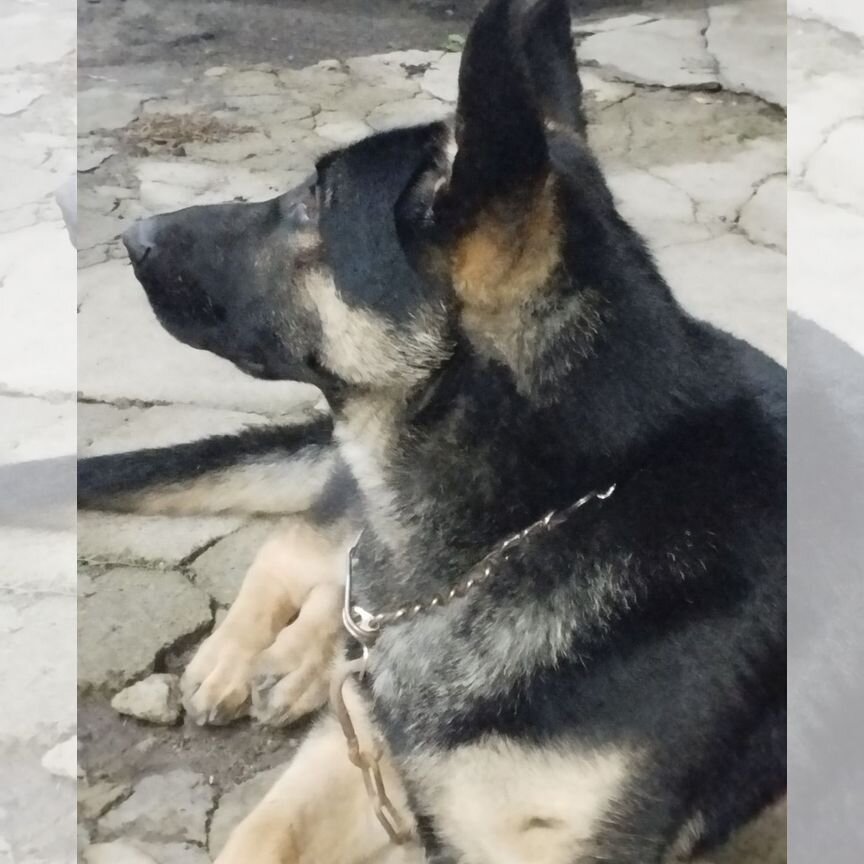 Восточноевропейская овчарка