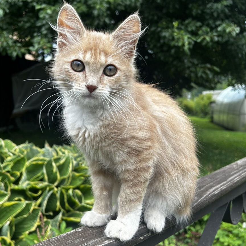 Котёнок в добрые руки
