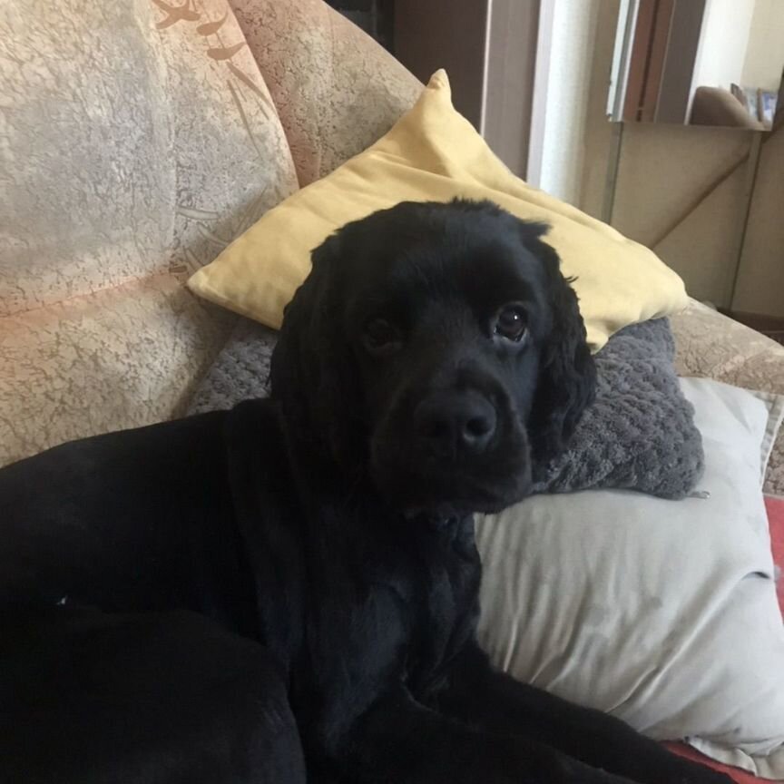 Вязка собак кокер спаниель