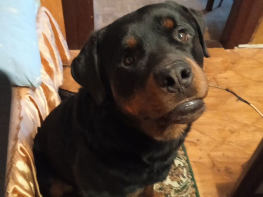 Щенок ротвейлера