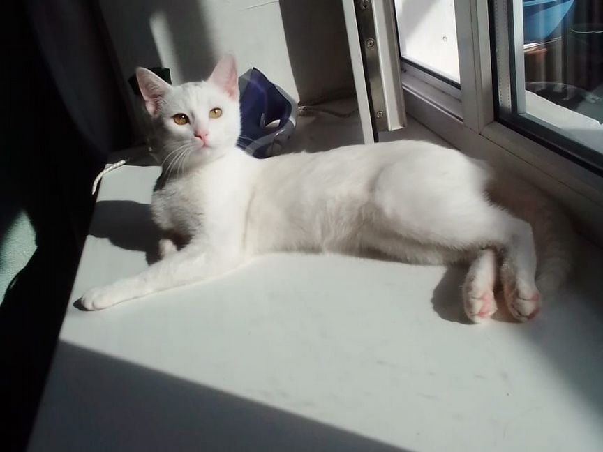Кот турецкий ван