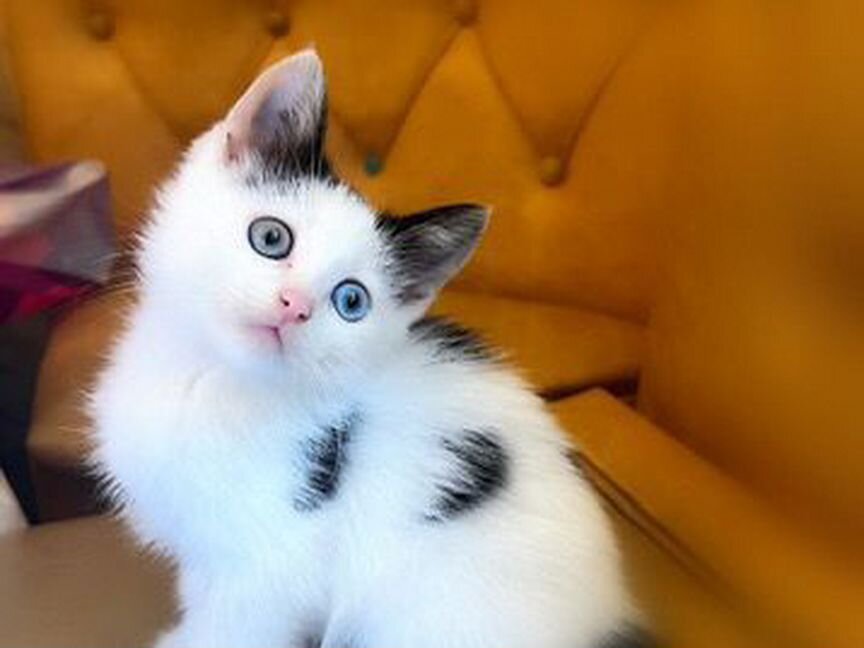 Котенок в добрые руки