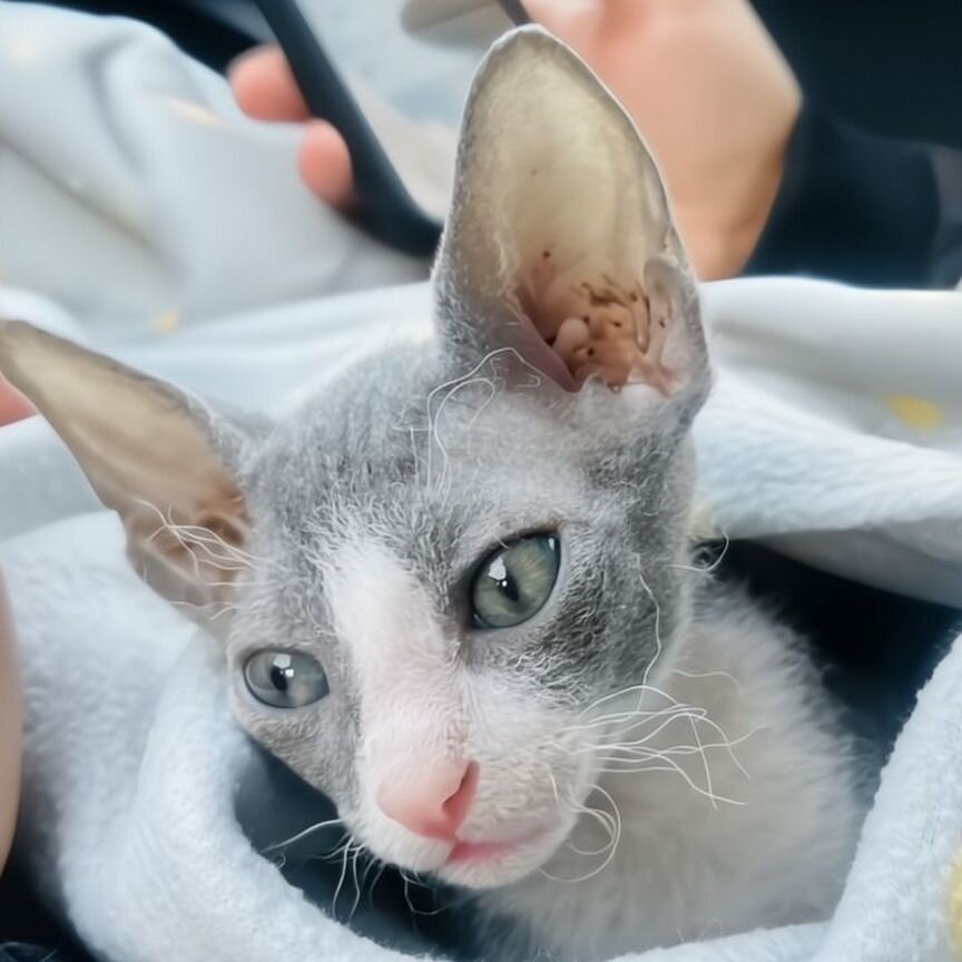 Корниш-рекс котёнок