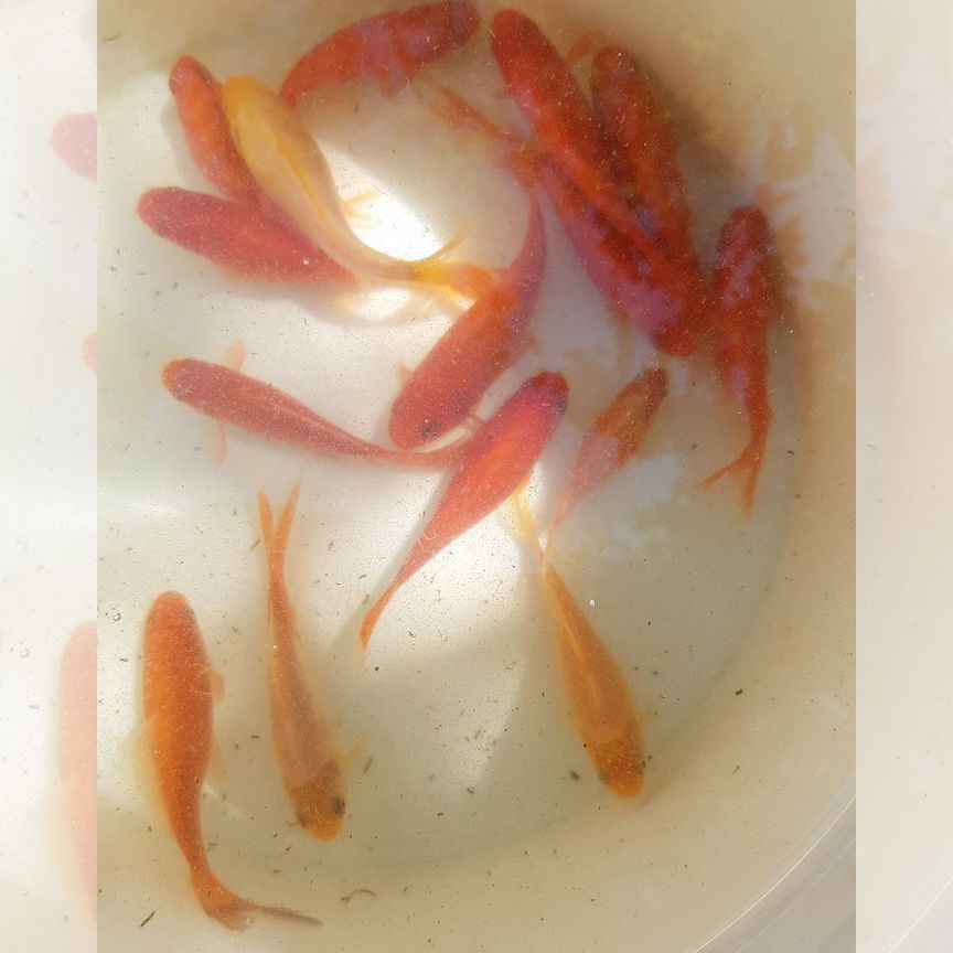 Рыбы для пруда,караси