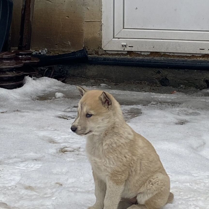 Щенки западно сибирской лайки