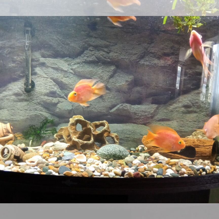 Аквариум на тумбе с рыбками
