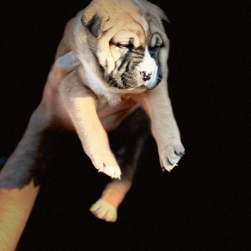 Щенки стаффорда