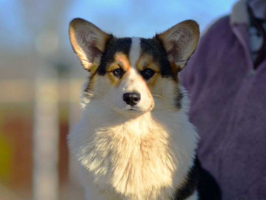 Триколорная девочка,корги пемброк