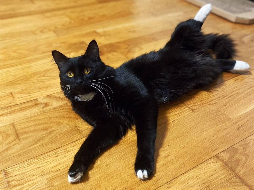 Пушистый добрый кот в добрые руки