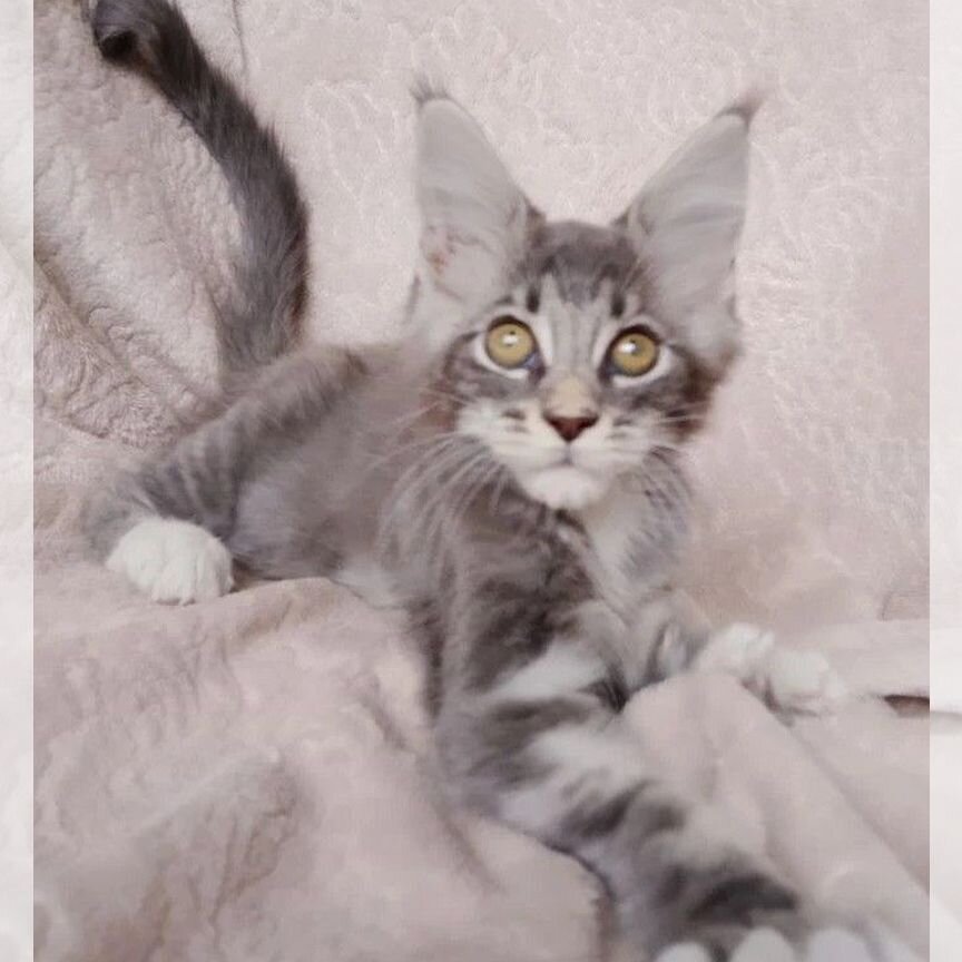 Мейн-кун котёнок