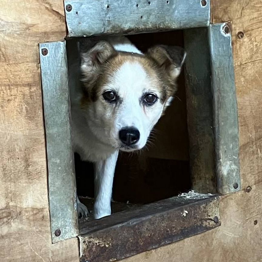 Маленькая собака томится в приюте