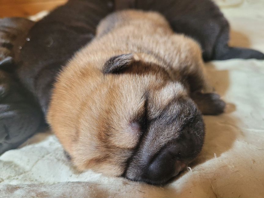 Собаки щенки шарпей