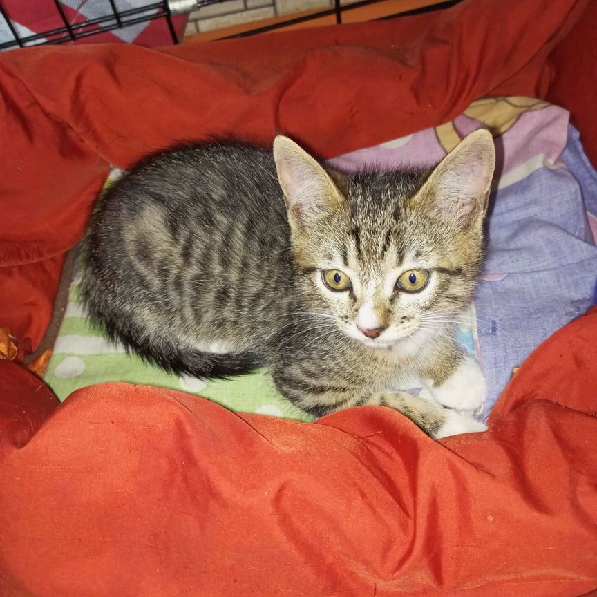 Котёнок Филя в добрые руки