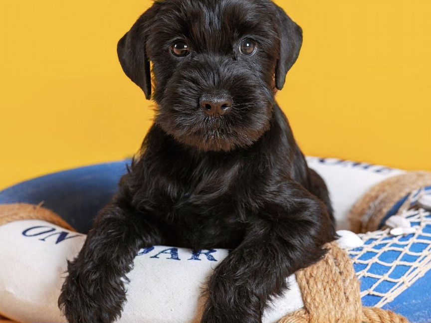 Щенки миттельшнауцера