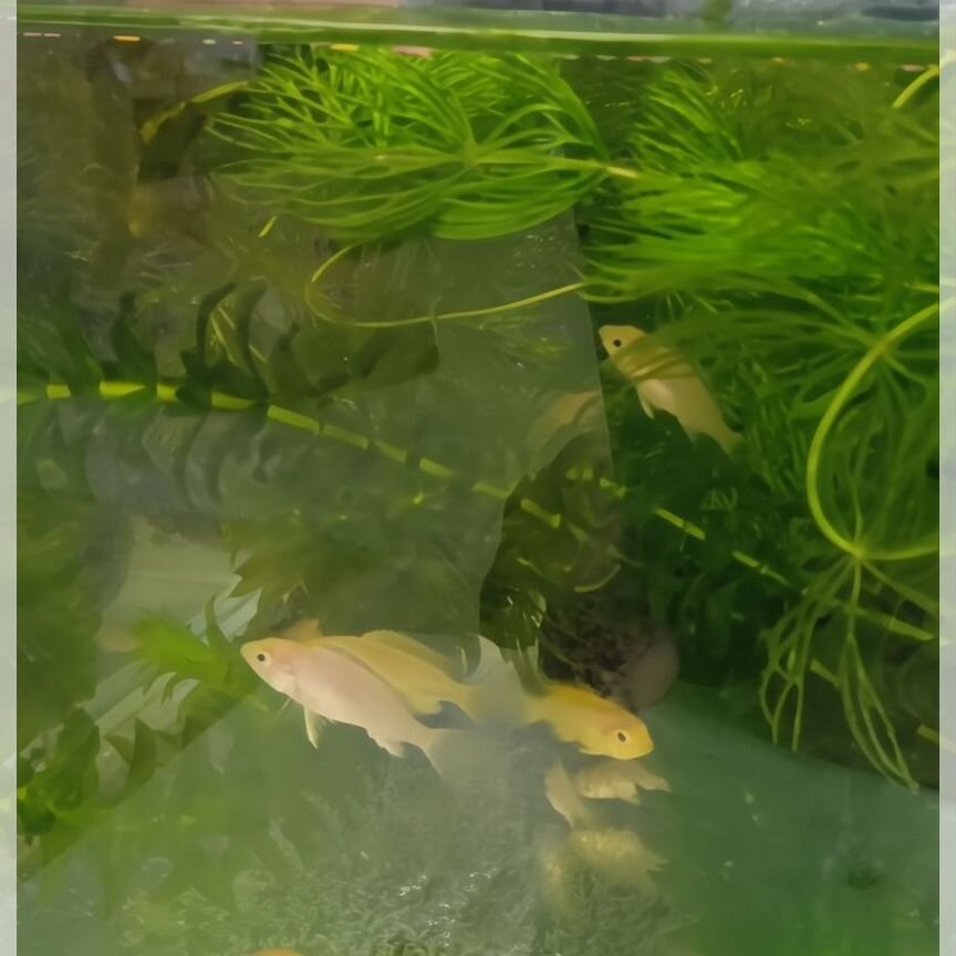 Аквариумные рыбки