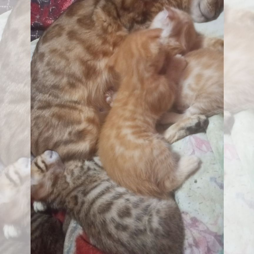 Котята в поисках семьи