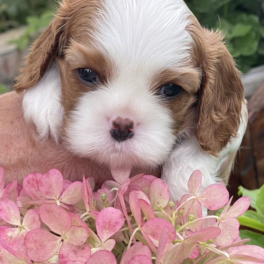 Щенки Кавалер Кинг Чарльз спаниель