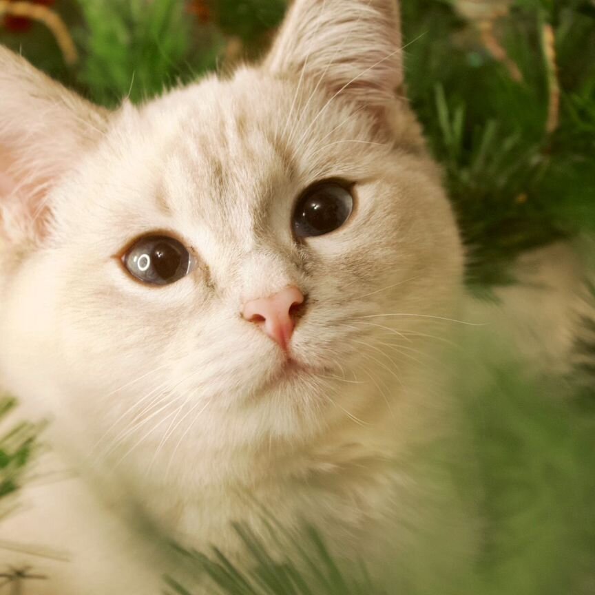 Тайские котята