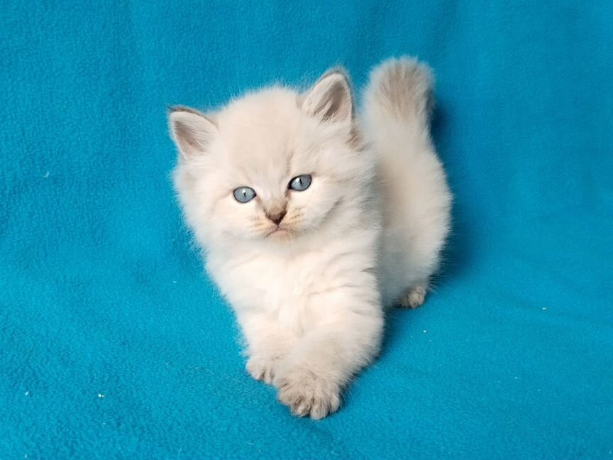 Котята для Вас