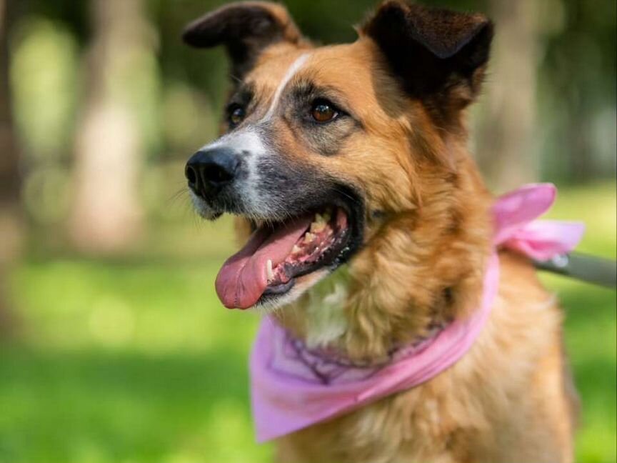 Самая добрая,спокойная и милая Собака