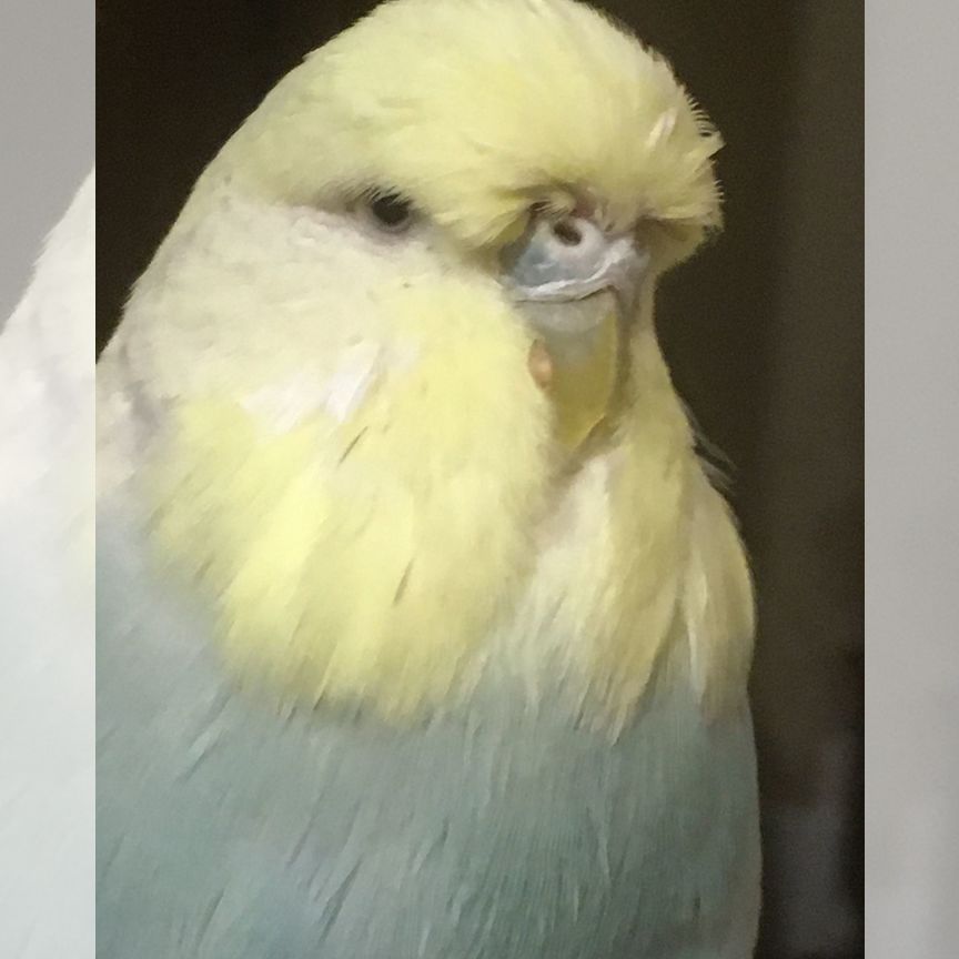 Попугай ввп девочка 3 года (не ручная)