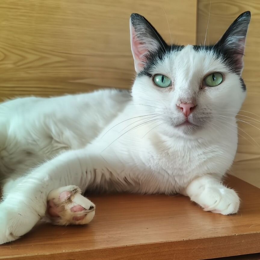 Взрослая, Девочка кошка в добрые руки