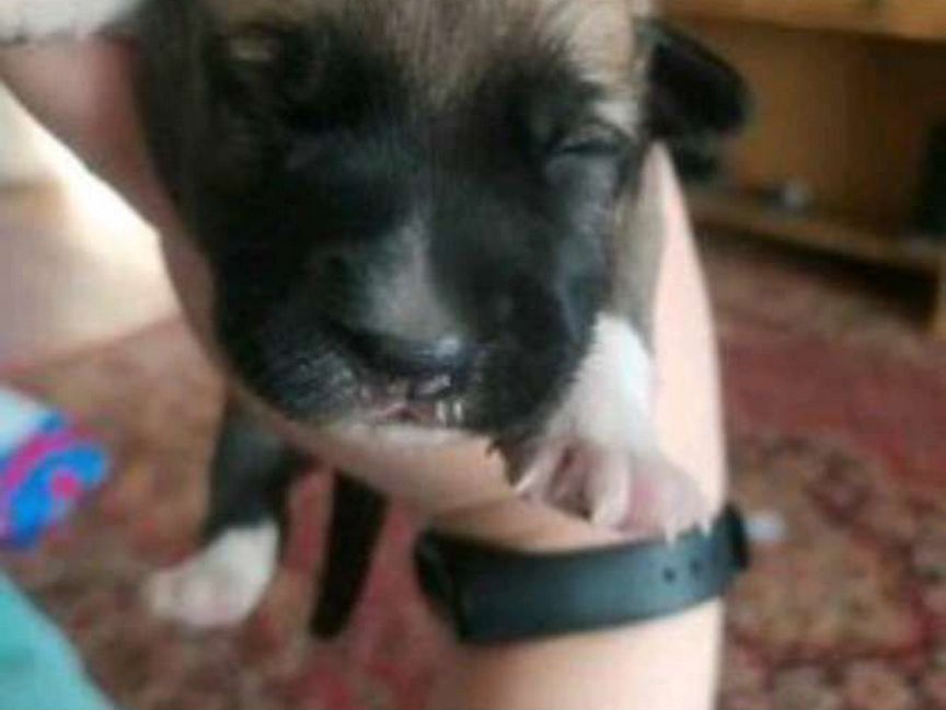 Собаки бесплатно