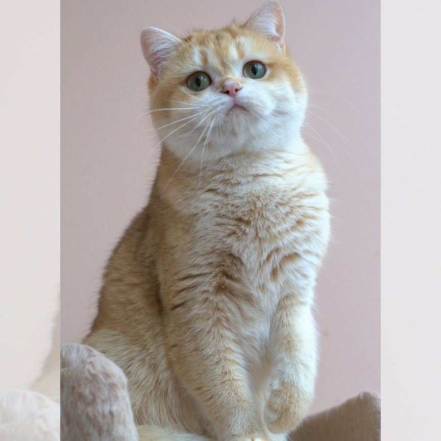 Шотландская прямоухая короткошёрстная кошка, взрослая