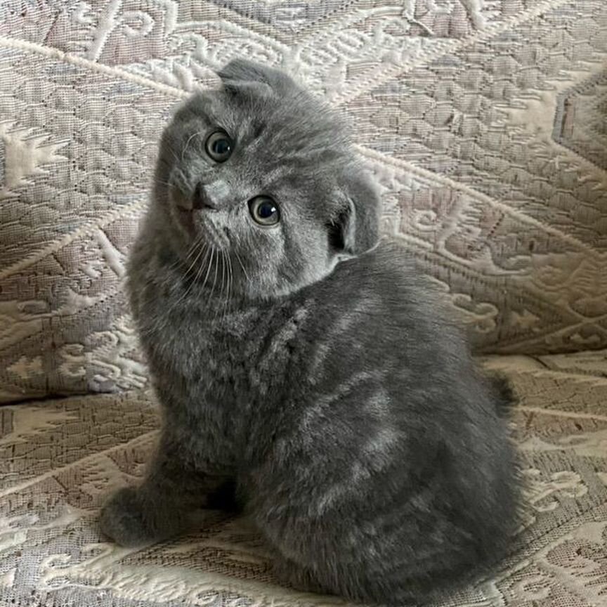 Британский короткошёрстный котёнок