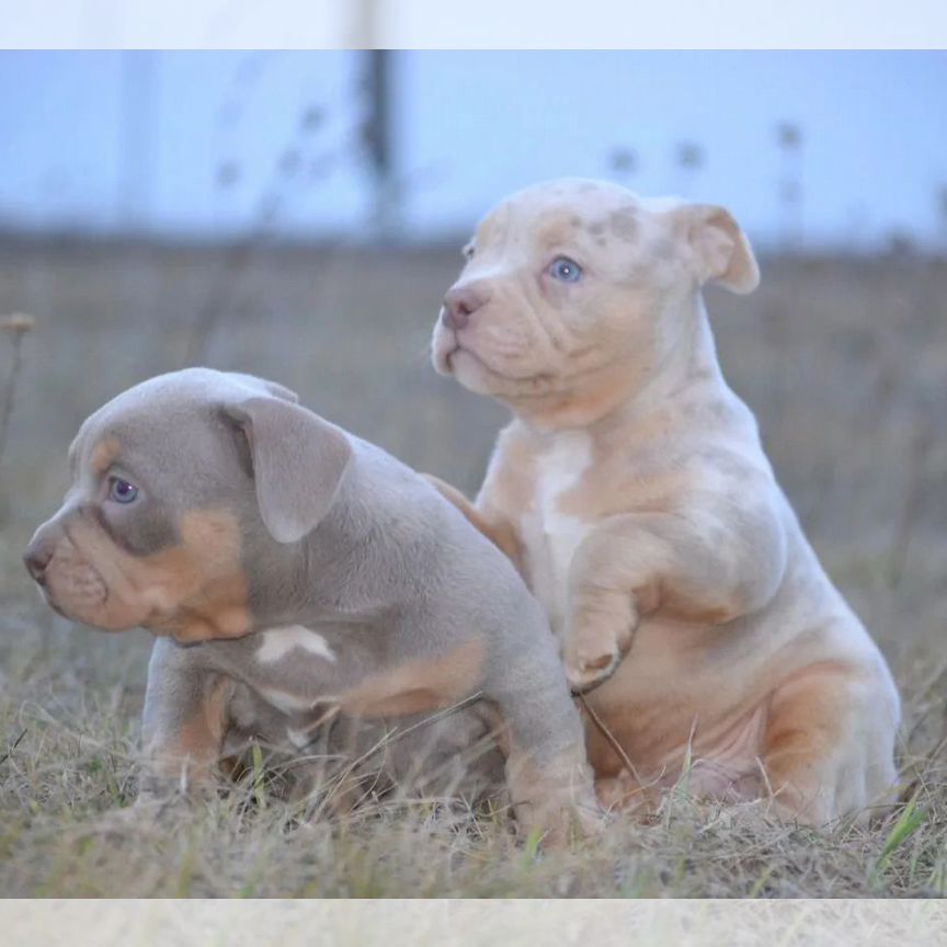 Американский булли, щенок