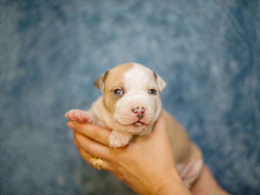 Стаффордширский терьер