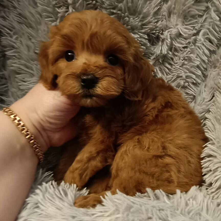 Мальтипу, щенок