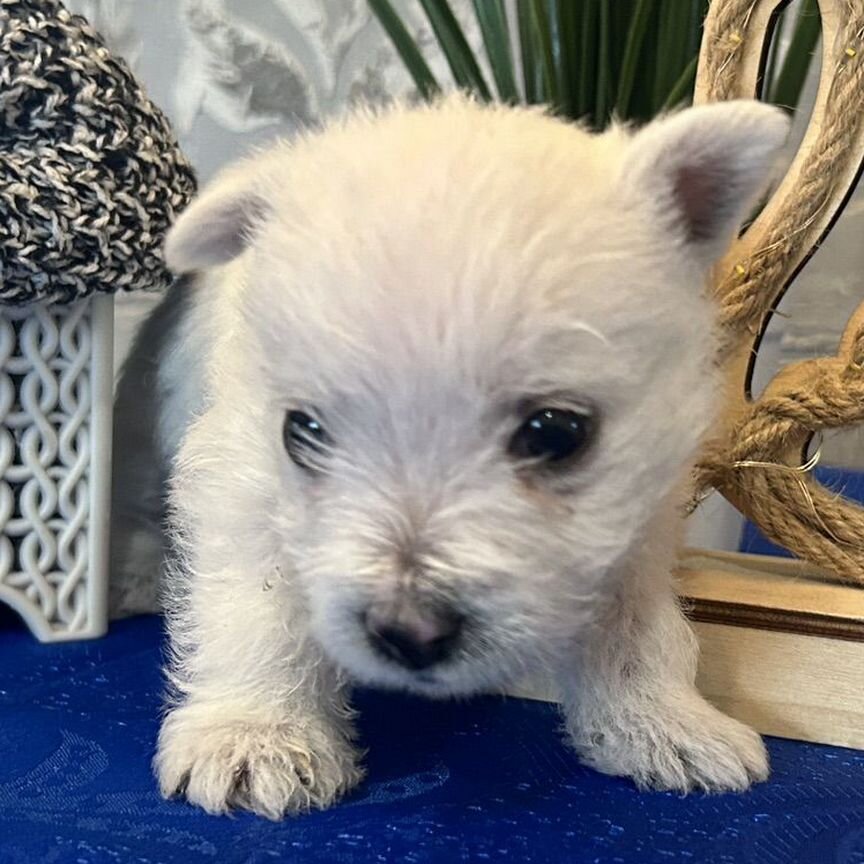 Вест-хайленд-уайт-терьер, щенок