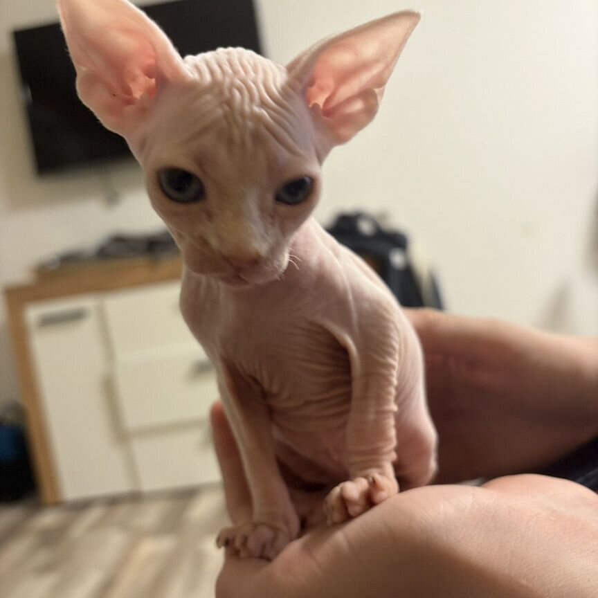 Котенок девочка