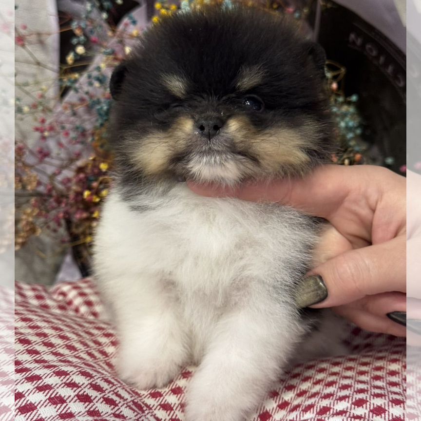 Померанский шпиц, щенок