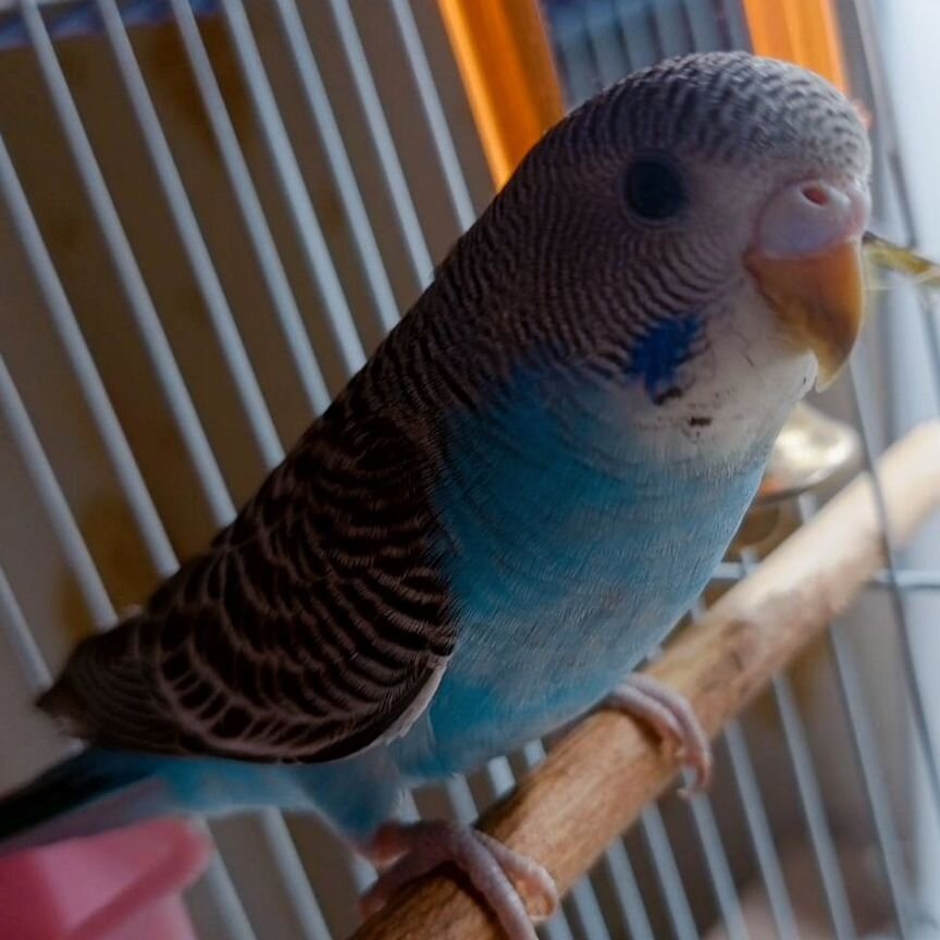 Попугай волнистик. Птенец, выкормыш