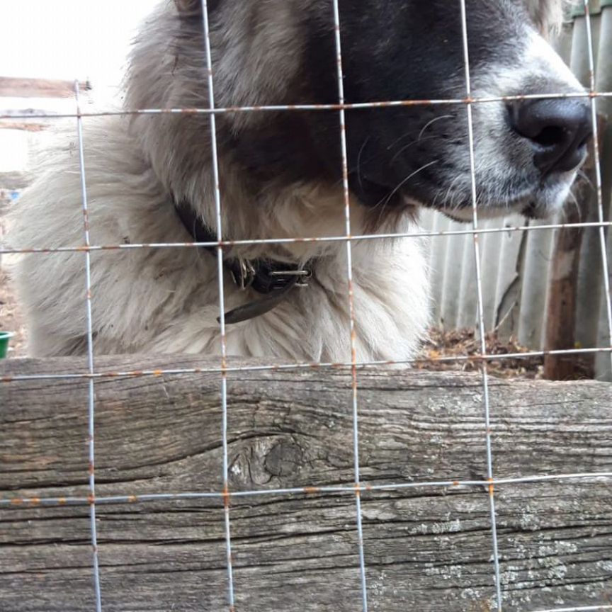 Собака в добрые руки отдам бесплатно