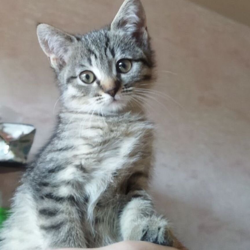 Шотландские прямоухие котята