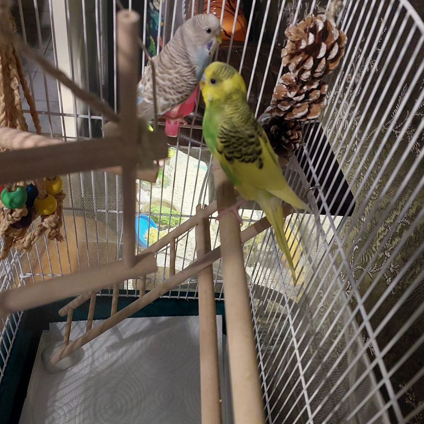 Волнистый попугай