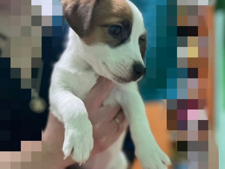 Щенки джек Рассел терьер