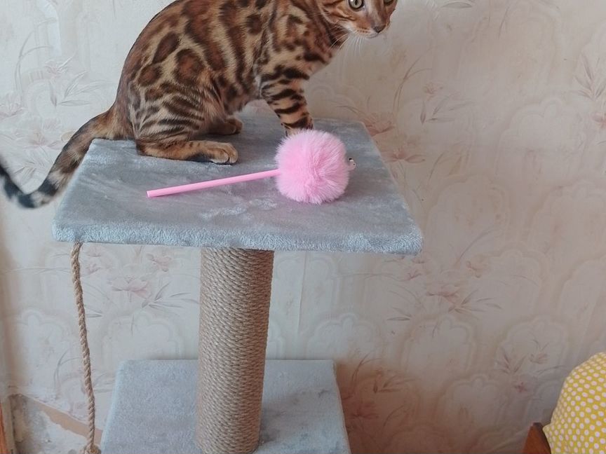 Продам котика бенгальского