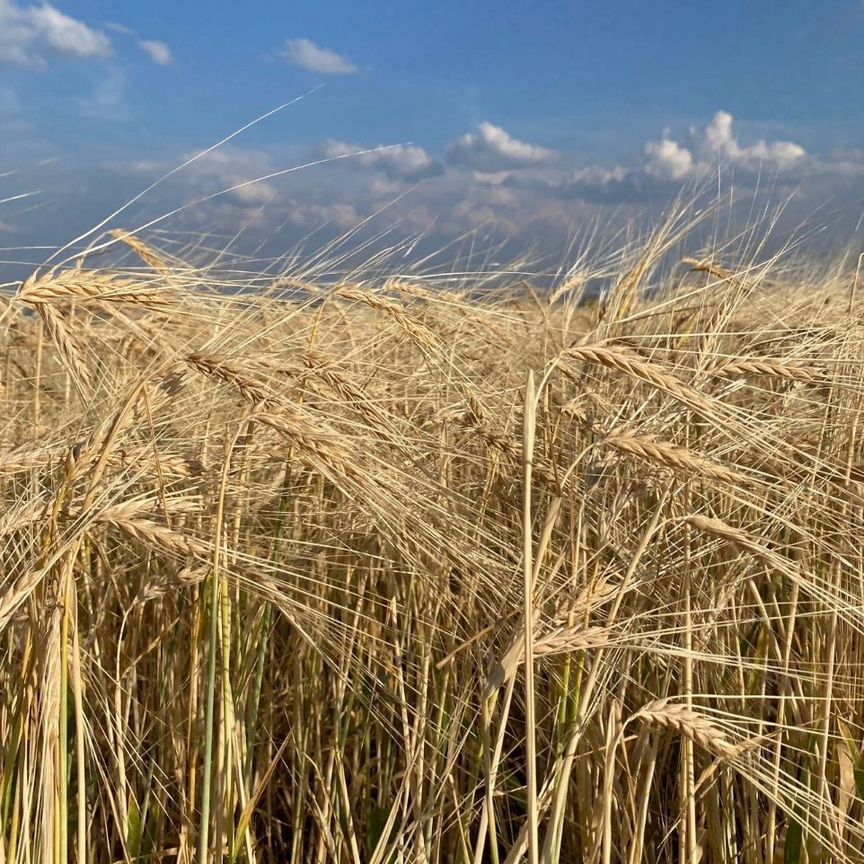 Ячмень оптом