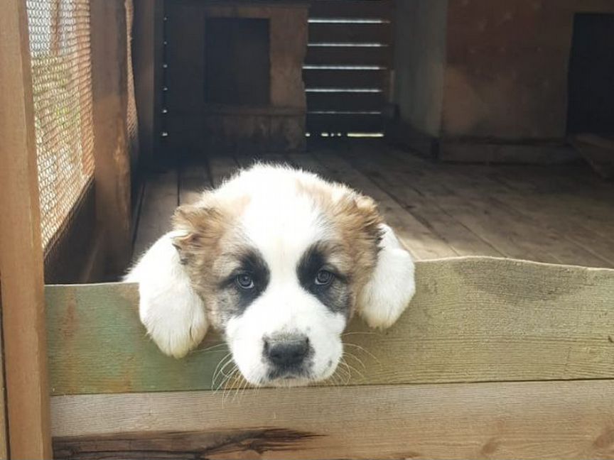 Щенки Алабая (Среднеазиатская овчарка)