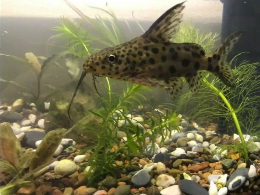 Рыбки. Два анцытруса и два синадонтиса кукушка