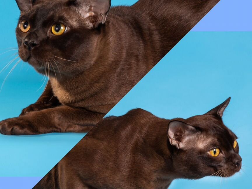 Титулованный Бурманский кот