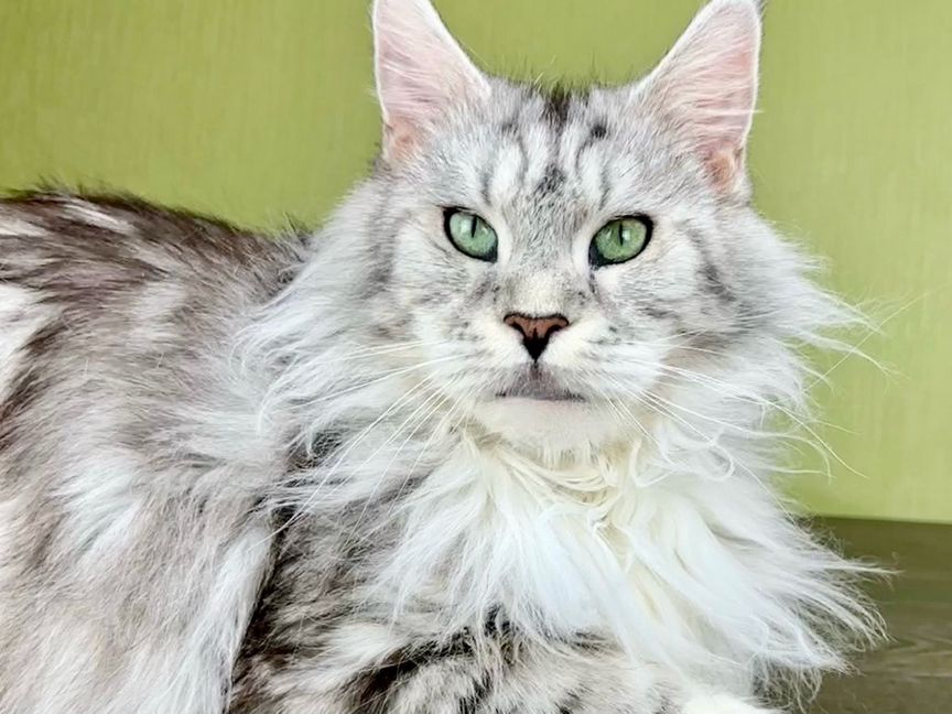 Кошечка мейн кун