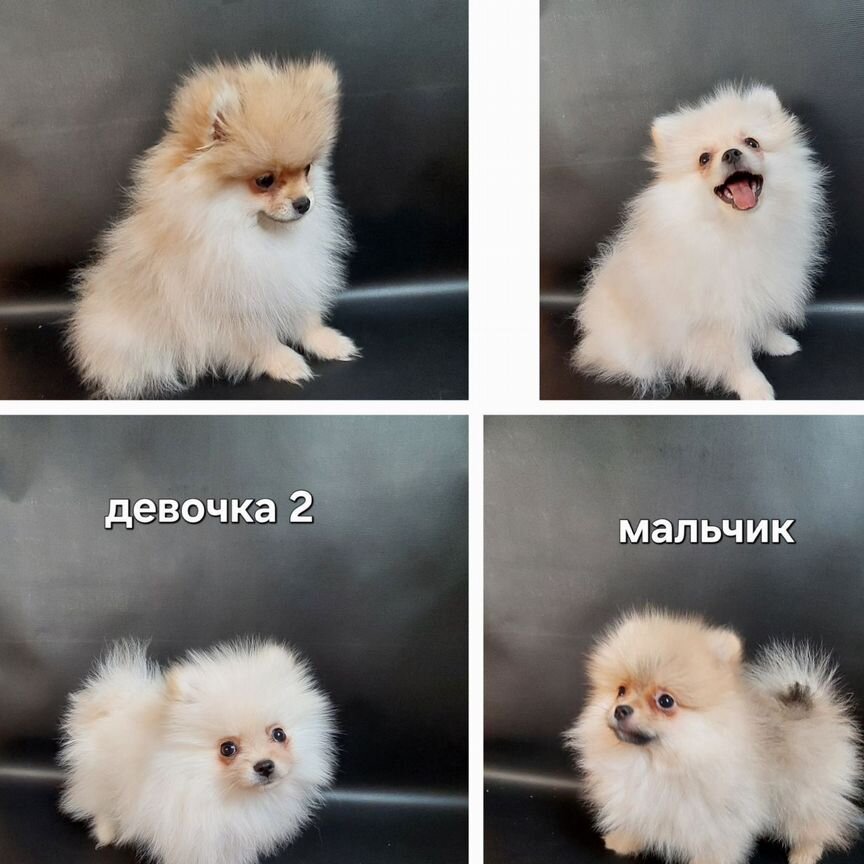 Щенки шпица