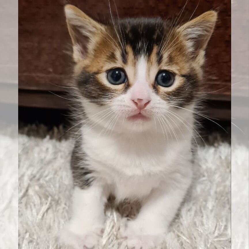 Абиссинский котёнок (кот)