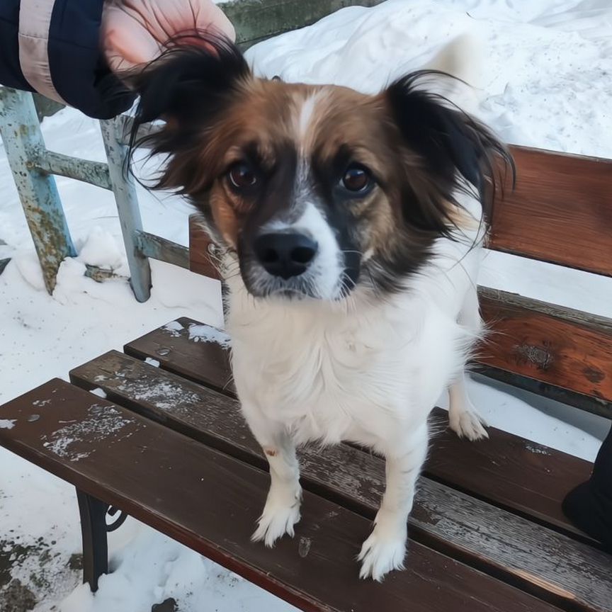 Взрослый пёс в добрые руки